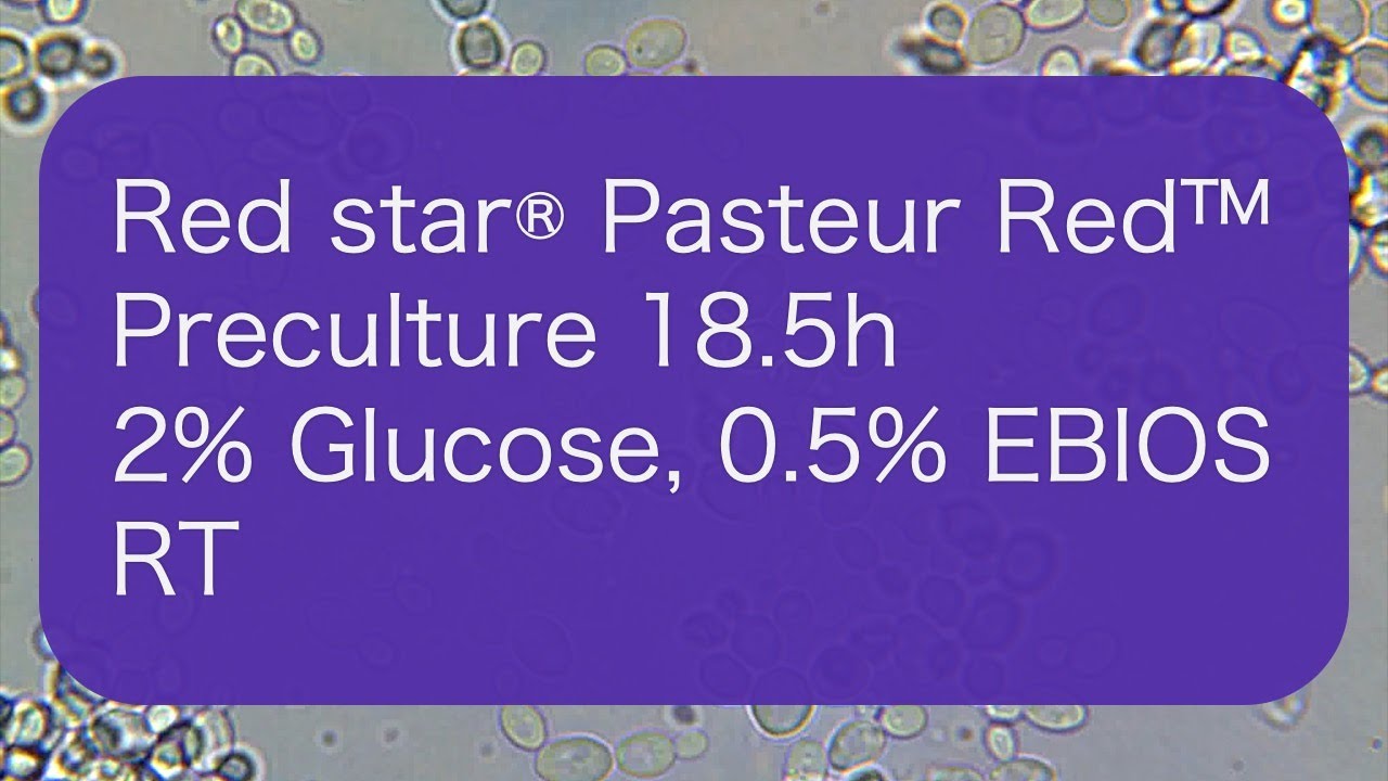 [PR_Liquid_Pre] Red star® Pasteur Red™_Preculture 18.5h_2% Glucose, 0.5 ...