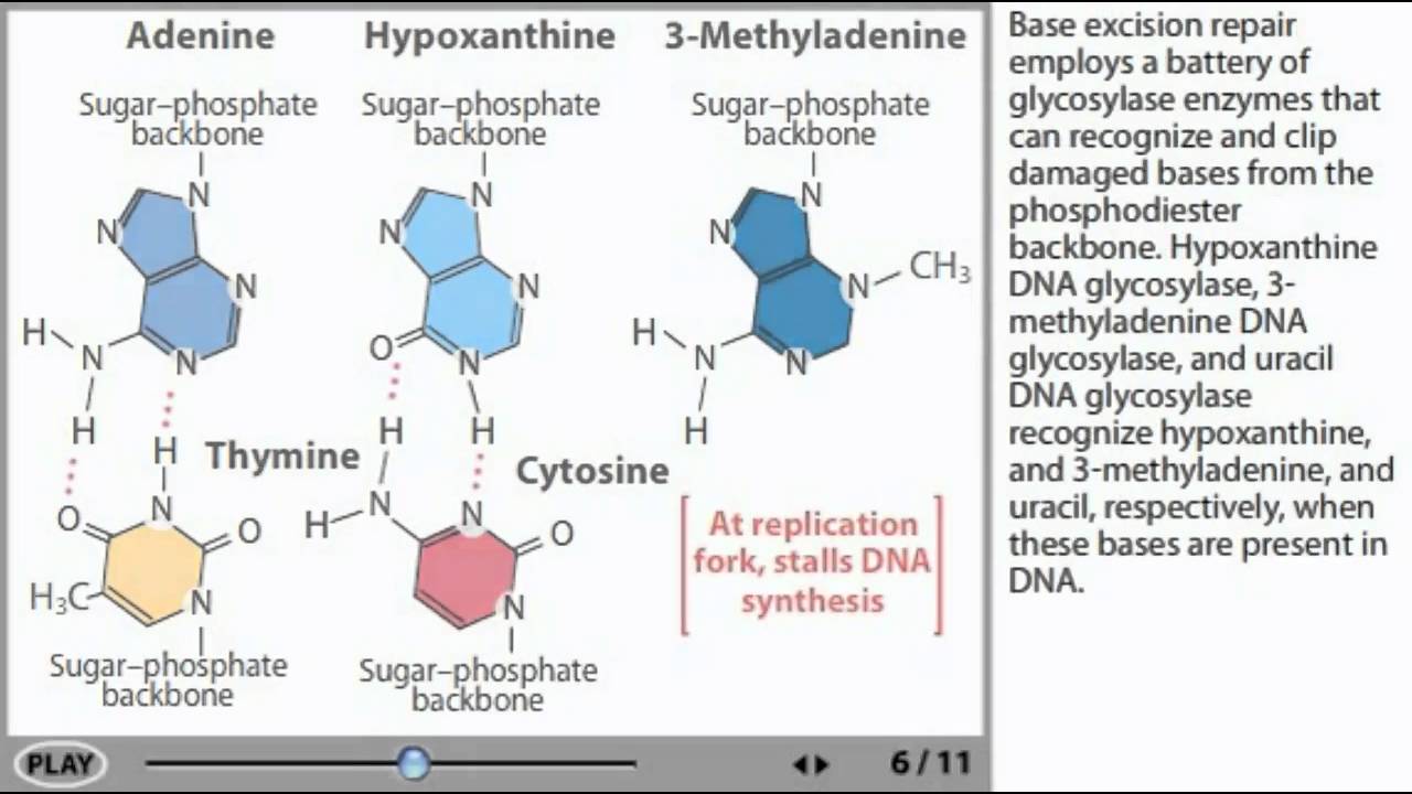 Base Excision Repair Animation | Excision repair of DNA animation - YouTube