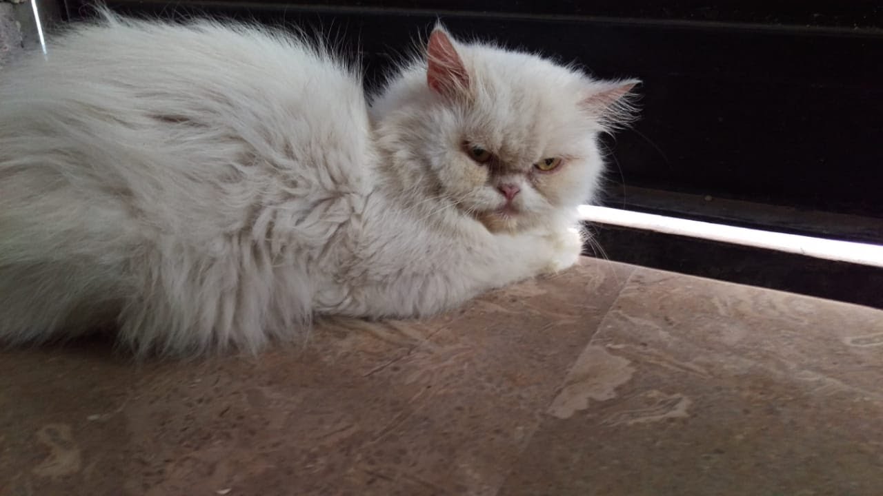 persian punch face / masti time | Persian Cat Gujranwala - YouTube