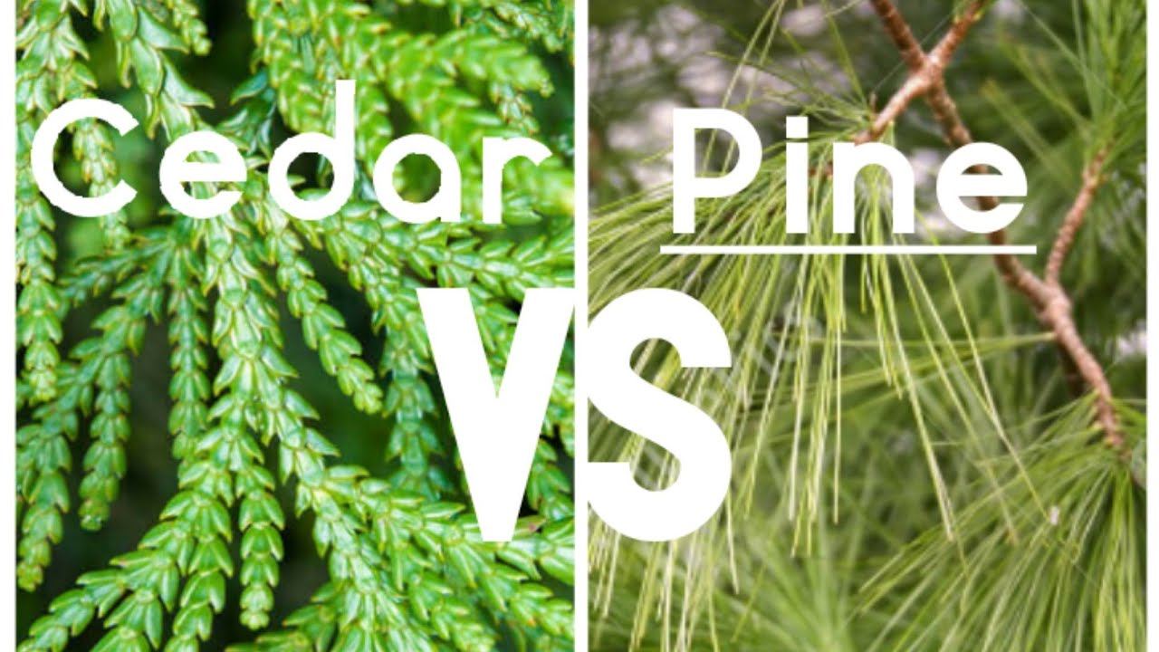 Cedar vs Fatwood - YouTube