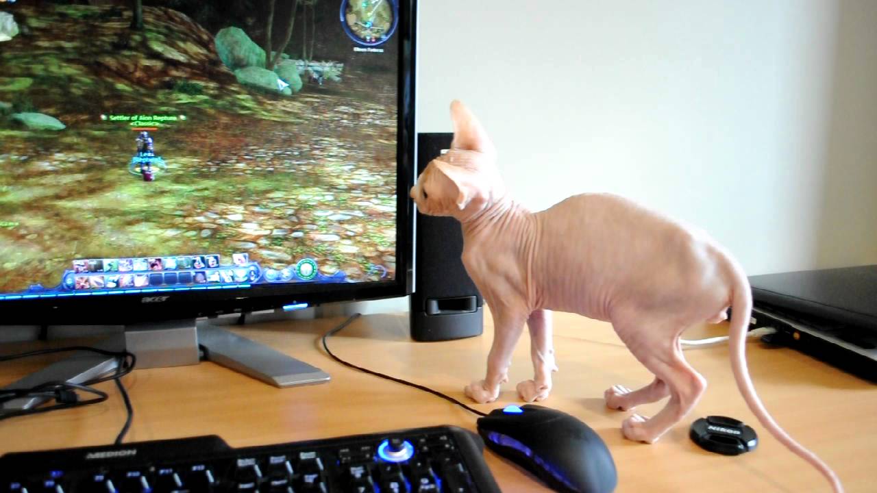 Sphynx cat playing with computer - YouTube