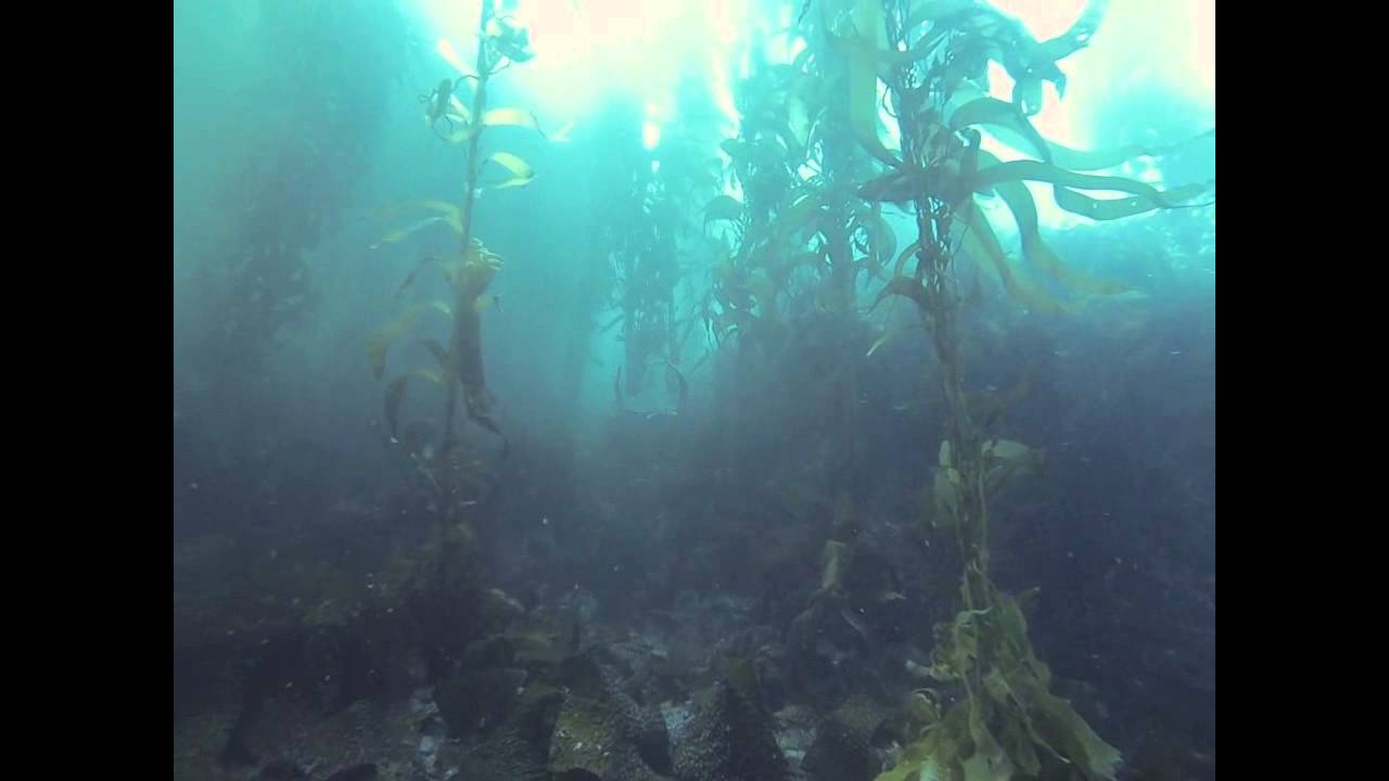 Bat Rays cruising underwater in Southern California, by Kevin Sullivan ...