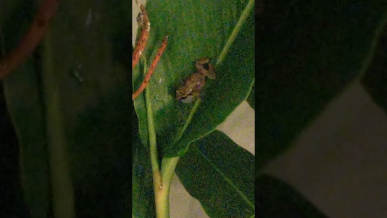 Jamaican Frog _ 05132019 - YouTube