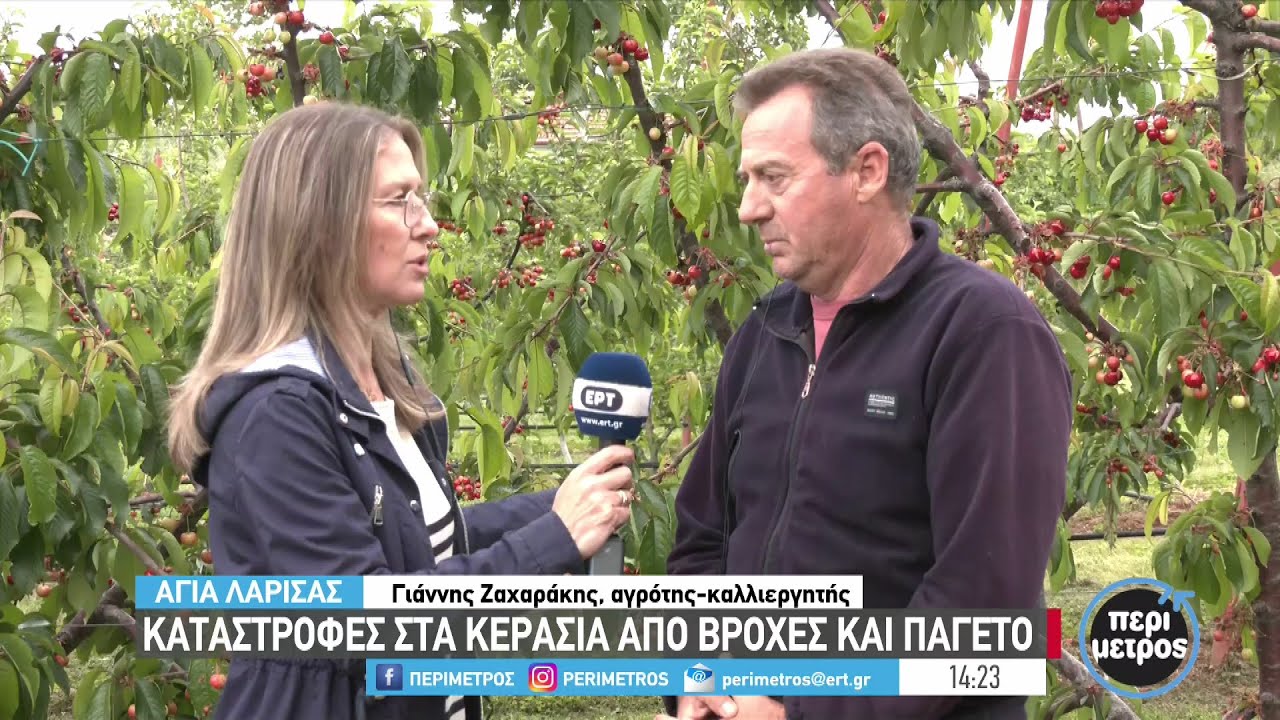Χαμένη χρονιά για τους παραγωγούς κερασιών | 16/05/2023 | ΕΡΤ - YouTube