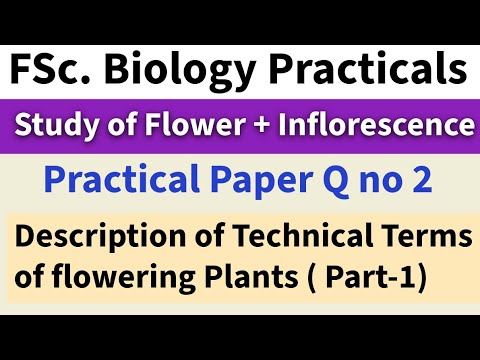 Description of Technical Terms of Flowering Plants| Types of ...
