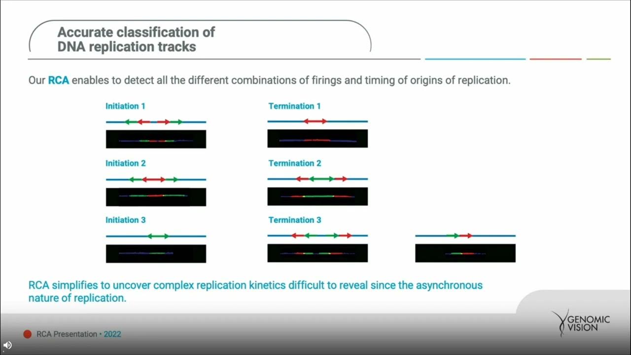 Spatio Temporal Characterization And Quantification Of Dna Replication