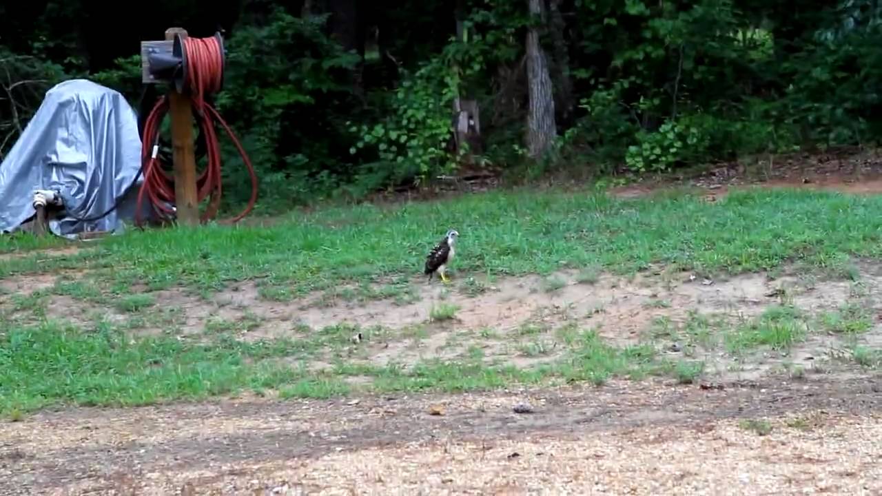 Hawk - Learning to Fly - YouTube