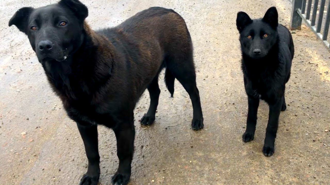 Two beautiful black street dogs - YouTube
