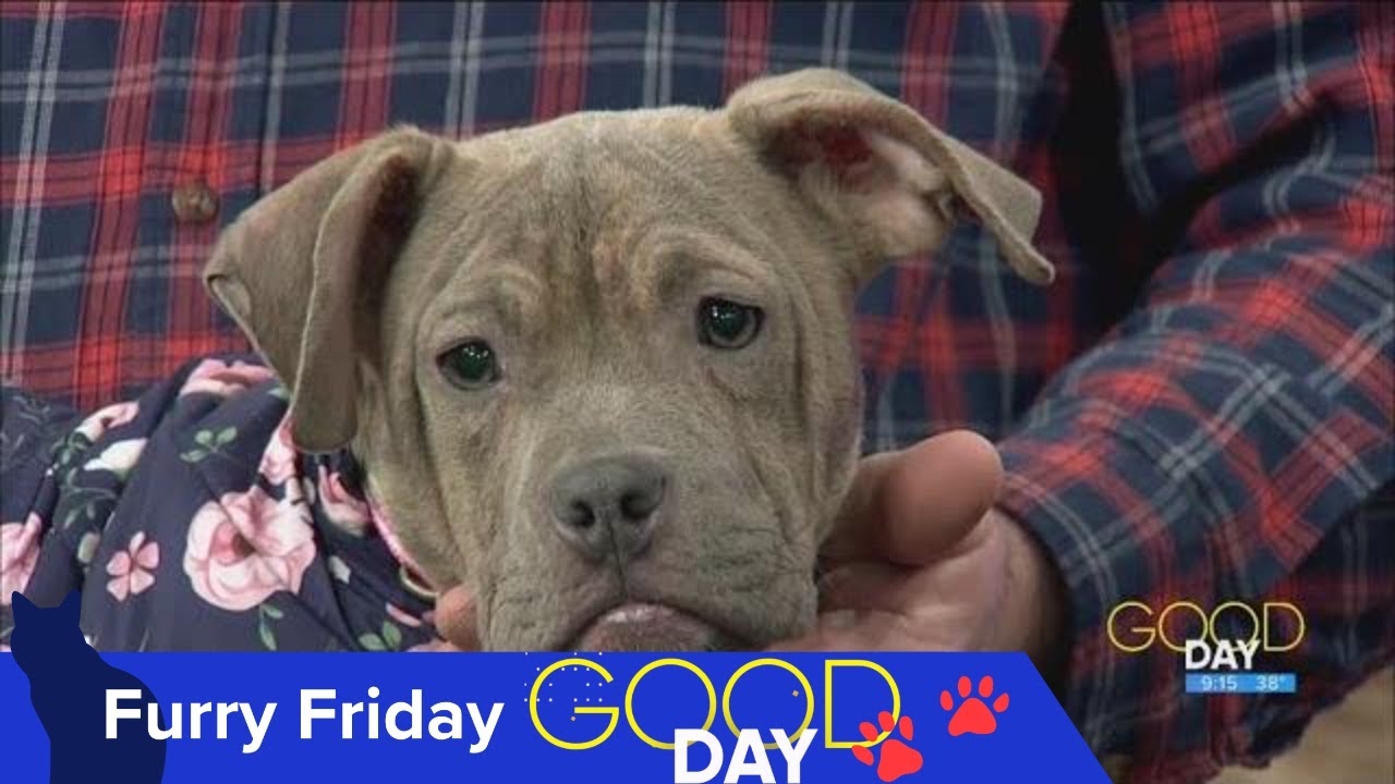 Meet Toofy! Adorable pup needs a family | Good Day on WTOL 11 - YouTube
