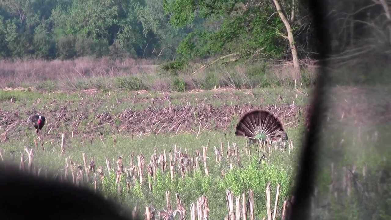 Turkey Reaping Iowa 2013 - YouTube