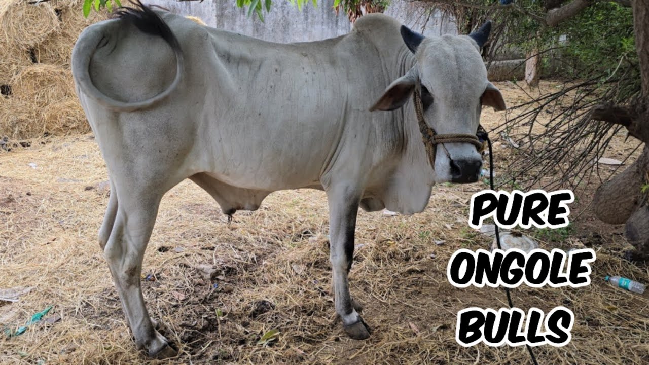 Pure Ongole bull's collection in errakunta Hyderabad | ongole k bade ...