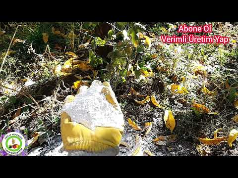 Toprağa Tarım Kireci Neden Uygulanır🚜Verimsiz Toprağa Bunu Uygulayınca Her Şey Anında Büyüyecek