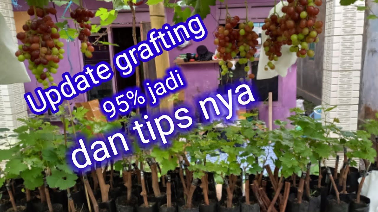 update dan tips garafting dari cuting 95% jadi.. - YouTube