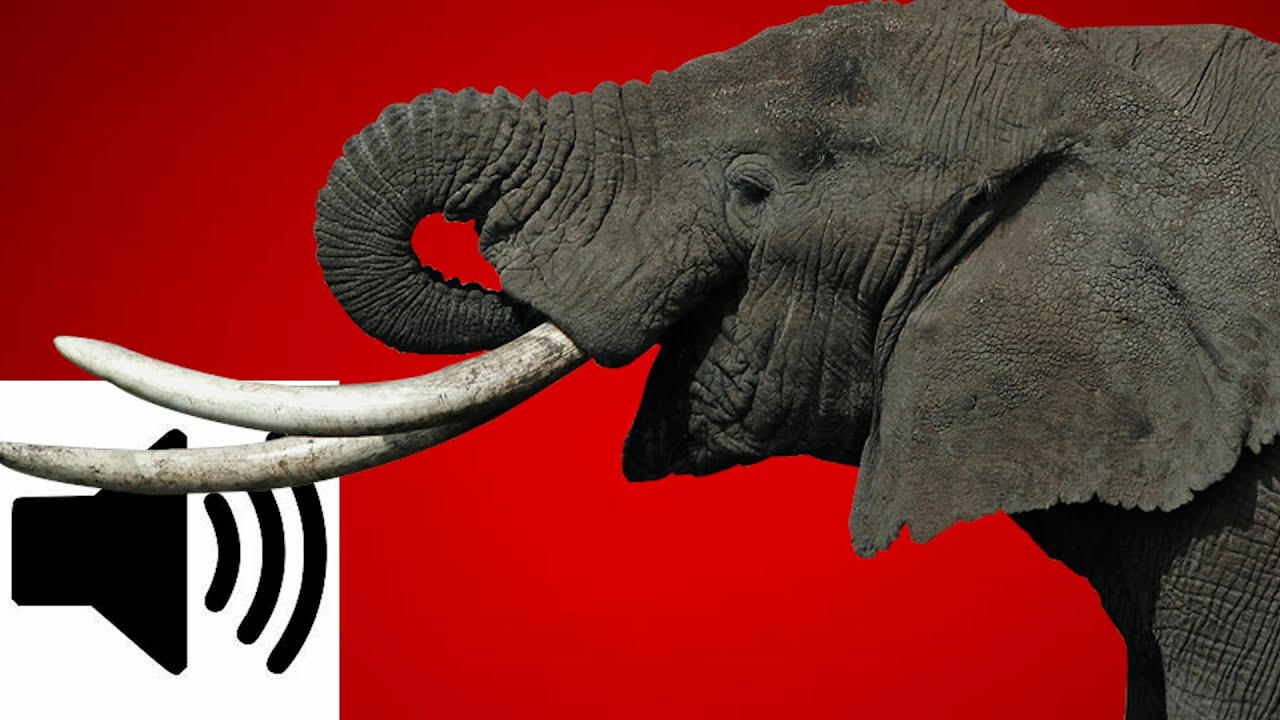 EPIC ELEPHANT SOUND - YouTube