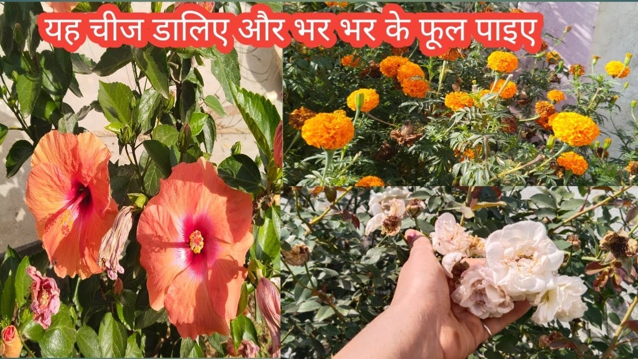 यह चीज daliye और भर भर के फूल पाइए 🌹🌺🌼 - YouTube