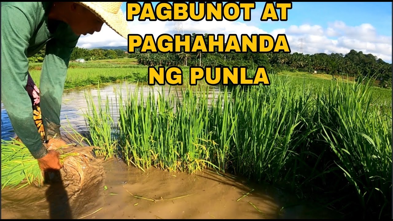PAGBUNOT NG PUNLA UNANG PATANIM NG PALAY SA AREA#1 - YouTube
