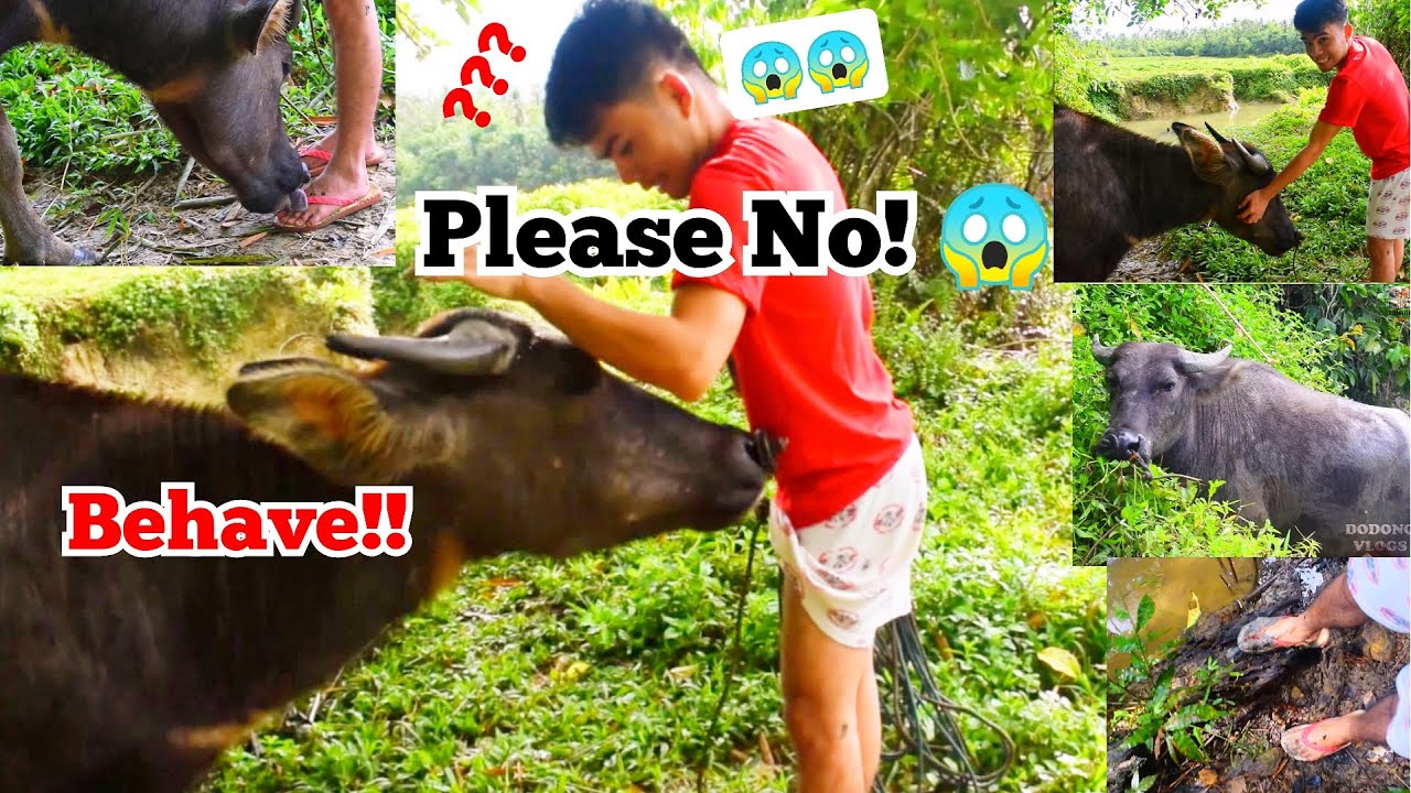 QUARANTINE LIFE SA PROBINSYA| PAANO BA MAG ALAGA NG KALABAW? - YouTube
