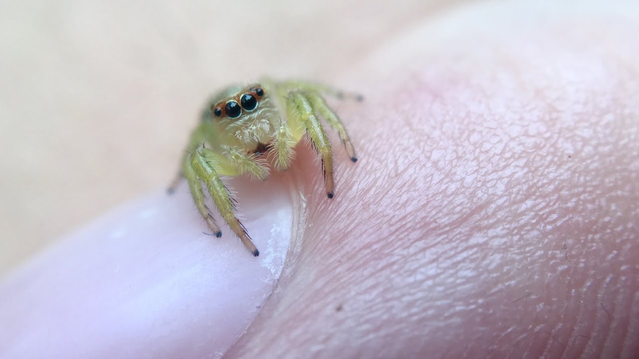 Jumping Spider in Slow Motion - YouTube