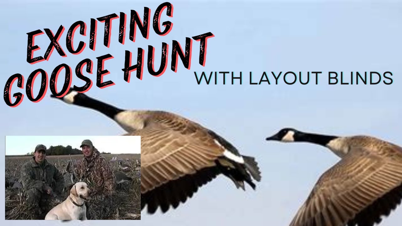 Exciting Goose Hunt (with layout blinds) - YouTube