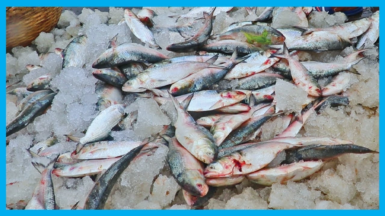 Thousands of Big Hilsa on ilish Fishing Trawler (Part 18) | Fish Corn ...