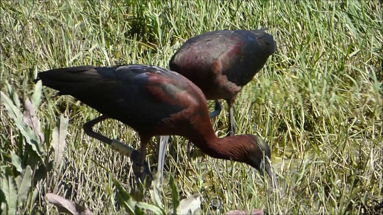 Morito común (Plegadis falcinellus) en El Rocío - YouTube