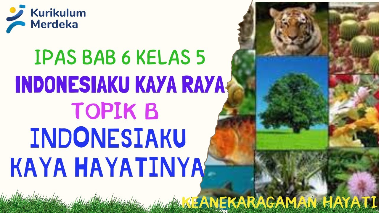 IPAS Bab 6 Topik B: Indonesiaku Kaya Hayatinya _ Kelas 5 SD # Kurikulum Merdeka - YouTube