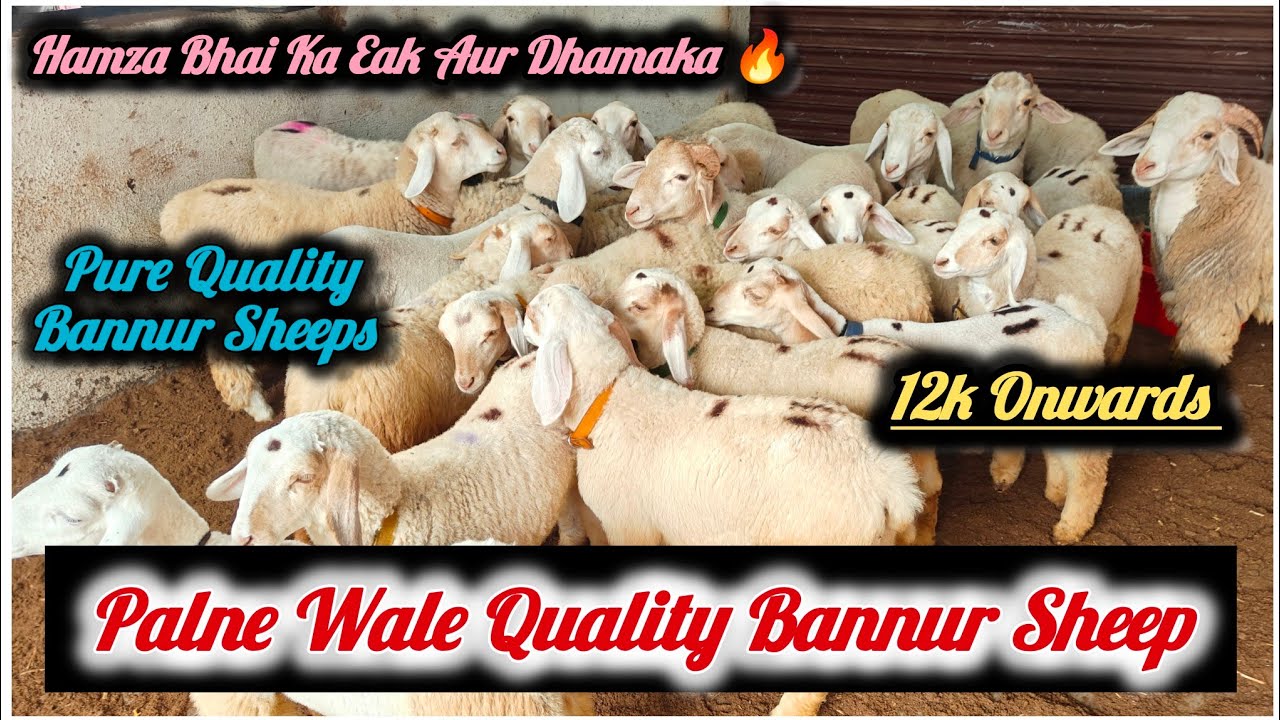 12000/- Onwards Quality & Pure Bannur Sheeps 🤩 || LABBAIK GOAT FARM ...
