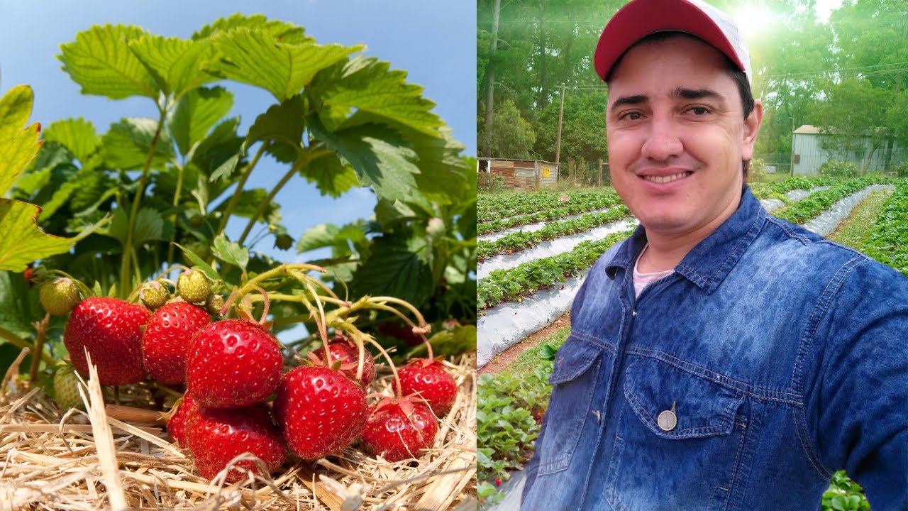 Ganhe Dinheiro Produzindo Morangos, Daniel Baroni - YouTube
