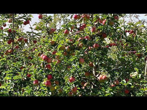 In an apple farm in Australia(Bilpin) - YouTube