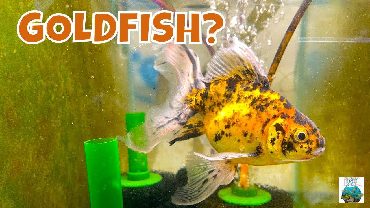 Goldfish - YouTube