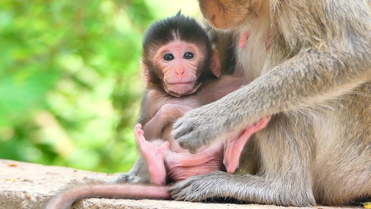 Mother Monkey Manda | Baby Manya | Mama take care of Baby | give milk ...