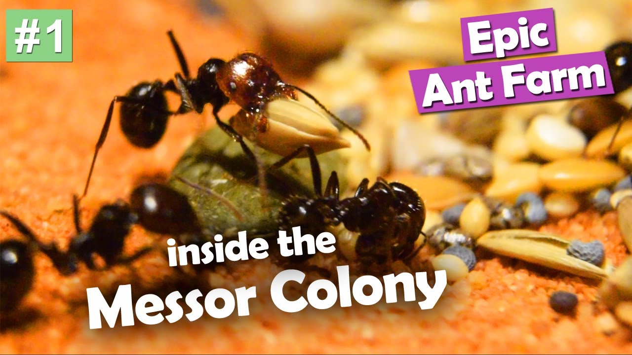 EPIC Ant Farm! Messor Barbarus Episode #1 - YouTube