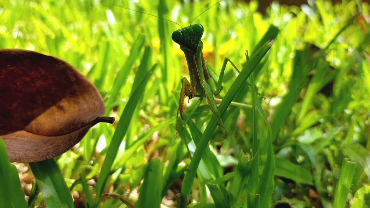 New friend Praying Mantis แมลงต่อยมวย 🥊🥰🦖 - YouTube