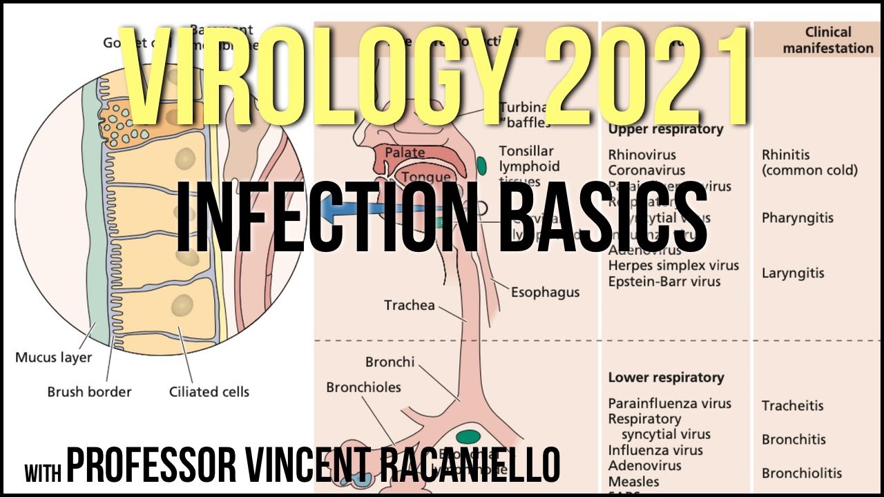 Virology Lectures 2021 #12 - Infection Basics - YouTube