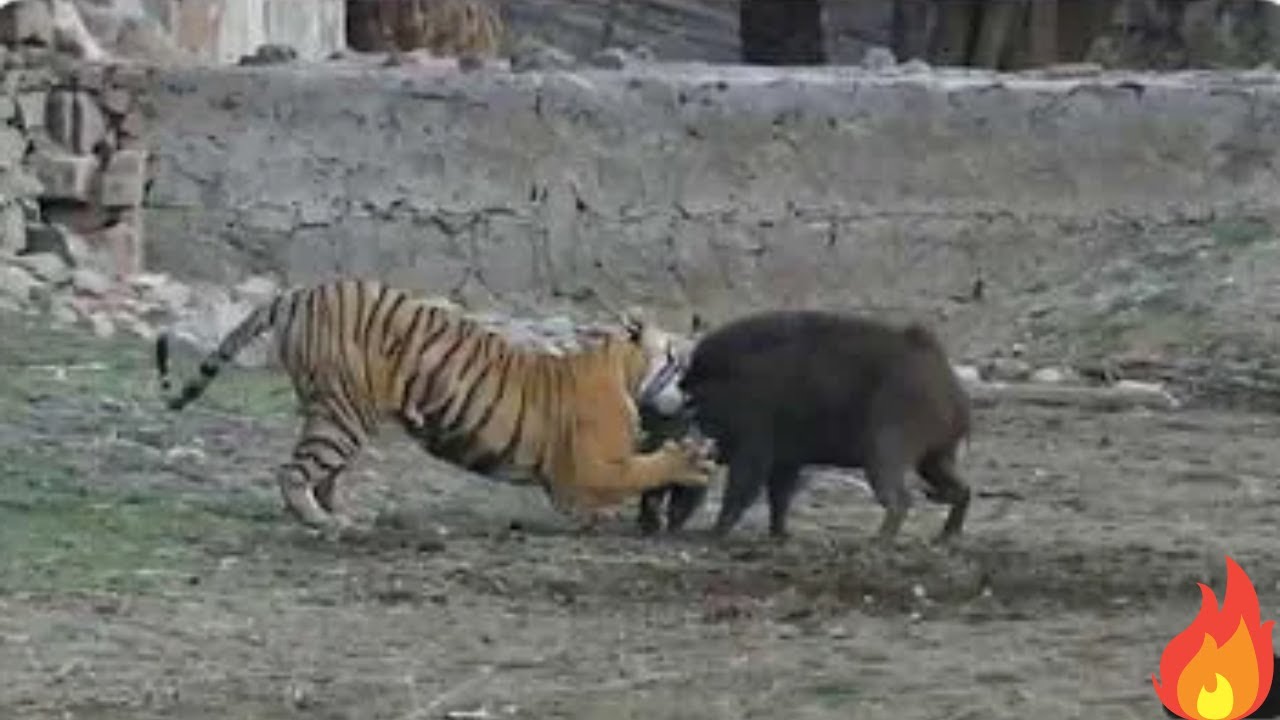 Tiger killed wild boar | Tiger vs Wild Boar | Tiger Attacks Wild Boar # ...