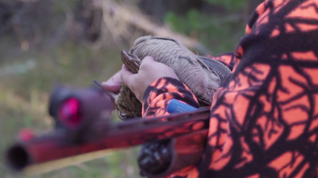 ATA TEAM WOODCOCK HUNTING / ÇULLUK AVI - YouTube