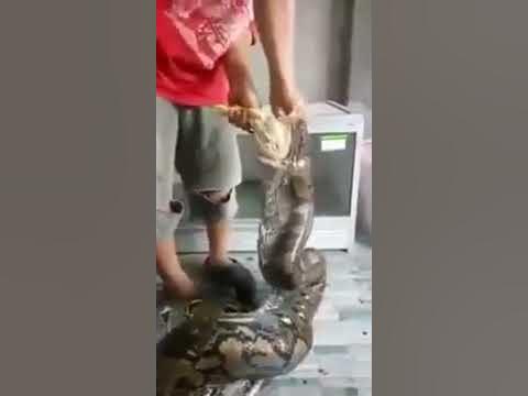 Python swallows three whole chickens - YouTube