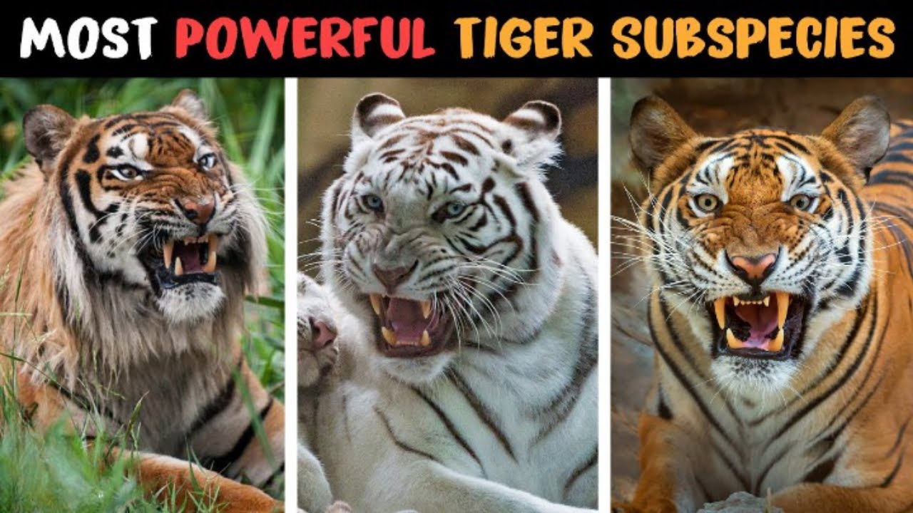 Get Ready to Be Amazed Top 10 Amazing Tiger Facts You Didn't Know - YouTube