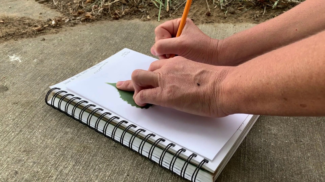 Scientific Drawing for Students - YouTube