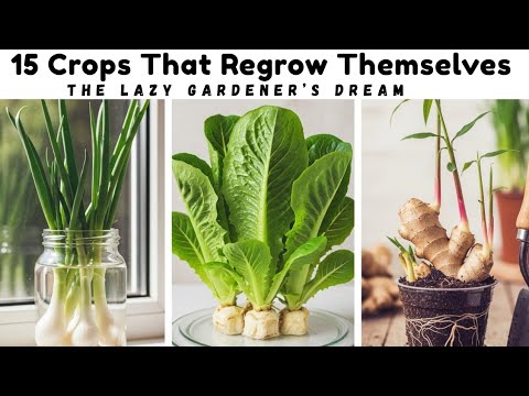 15 Crops That Regrow Themselves (The Lazy Gardener’s Dream) - YouTube