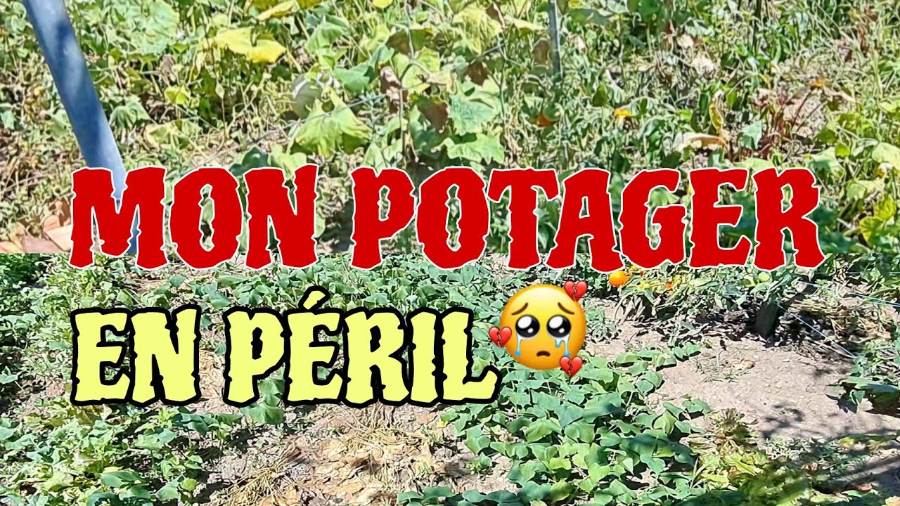 CHALEUR INTENSE POTAGER EN PÉRIL - YouTube