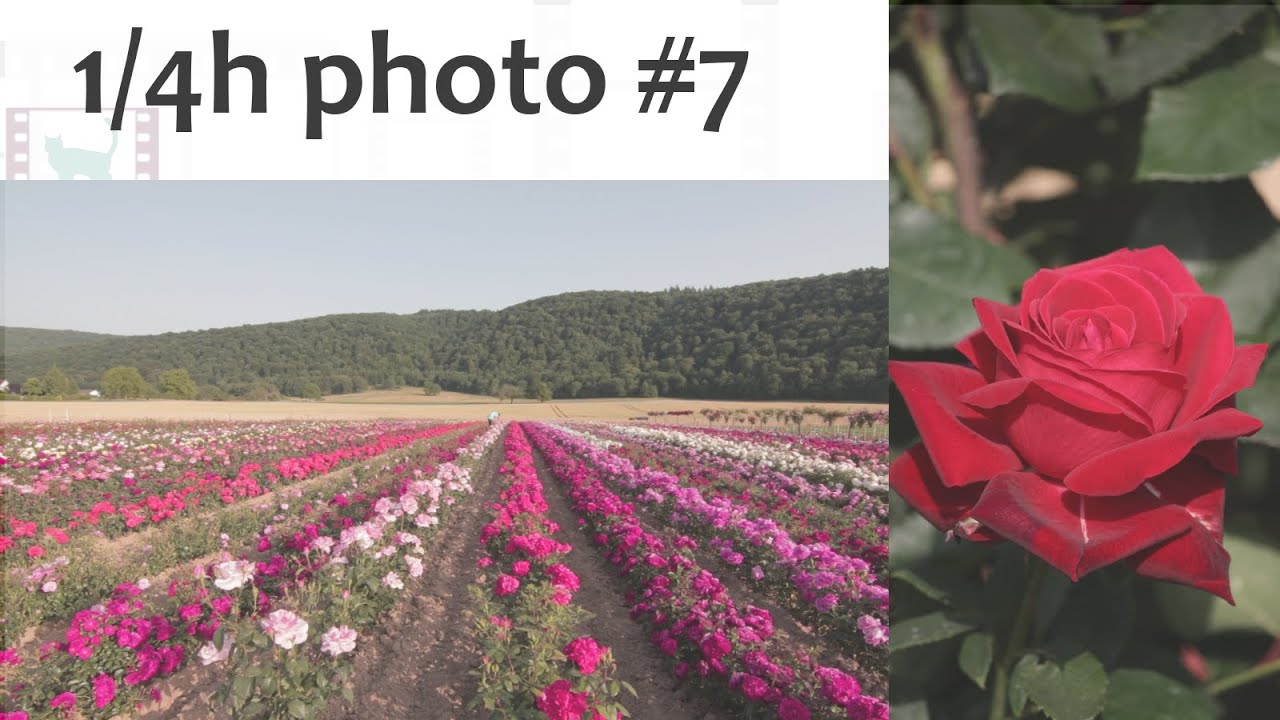 Le retour du 1/4 heure photo... dans les roses ! - YouTube