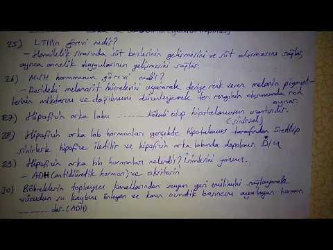 BİYOLOJİ KONU ANLATIMI - ÖĞRETİCİ SORULAR ENDOKRİN SİSTEM 1