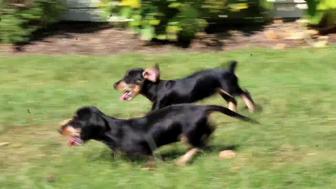 Dachshund Puppies For Sale - YouTube