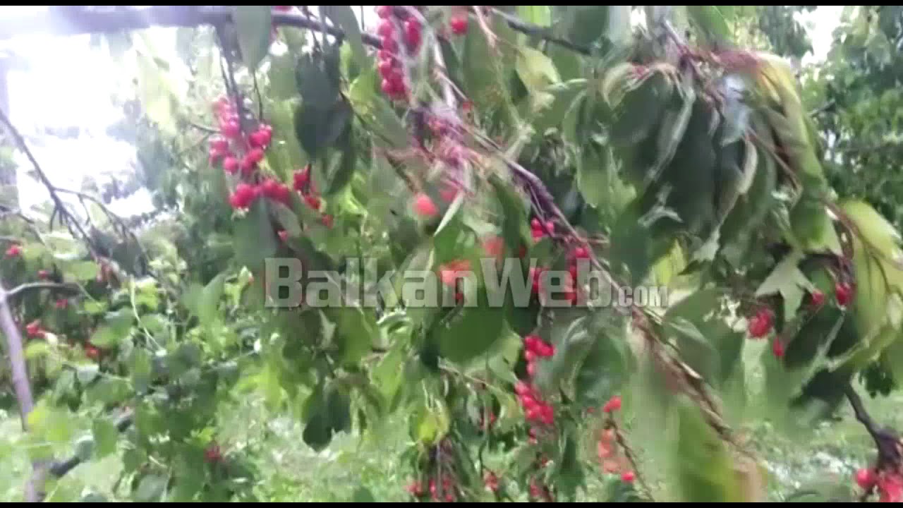 “Çmendet” moti në Elbasan, shkatërron vreshta e ullishta - YouTube