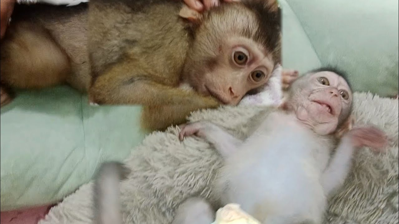 baby monkey Dan smart at imitate LiBi to obediently.. - YouTube