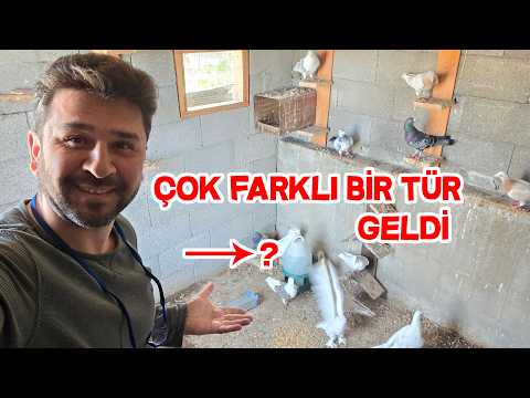 İki Hediye Güvercin Gönderdim Dedi Kutudan Onlarca Güvercin Çıktı