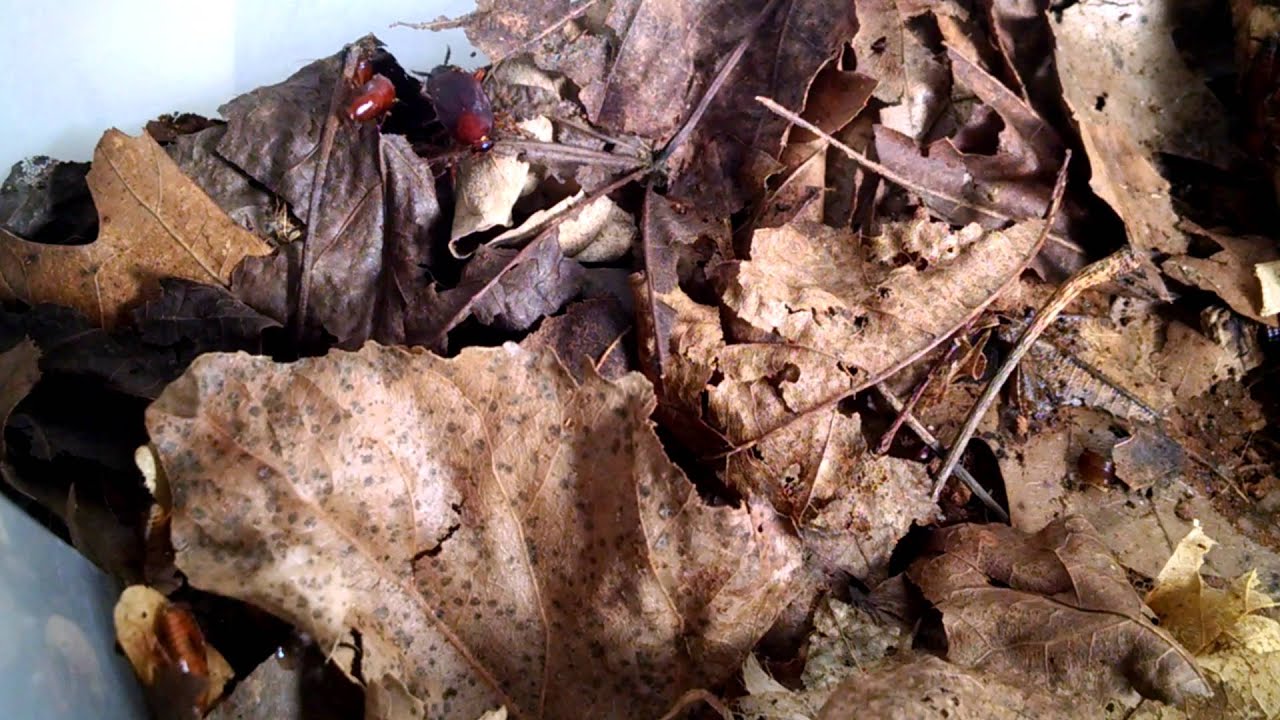 Red Goblin Roaches - Paratemnopteryx couloniana roaches - unique / rare feeder cockroach species ...