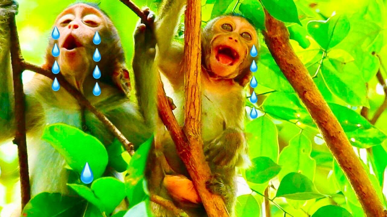 Adorable Blaze He Really Millions Need Mummy Be careful he on the big ...