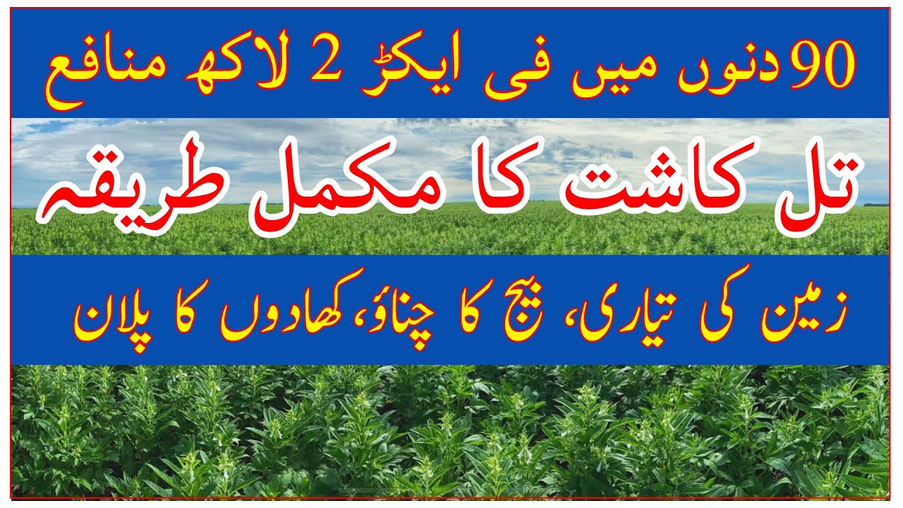 How to cultivate a sesame crop| sesame cultivation in pakistan| تل کہ ...